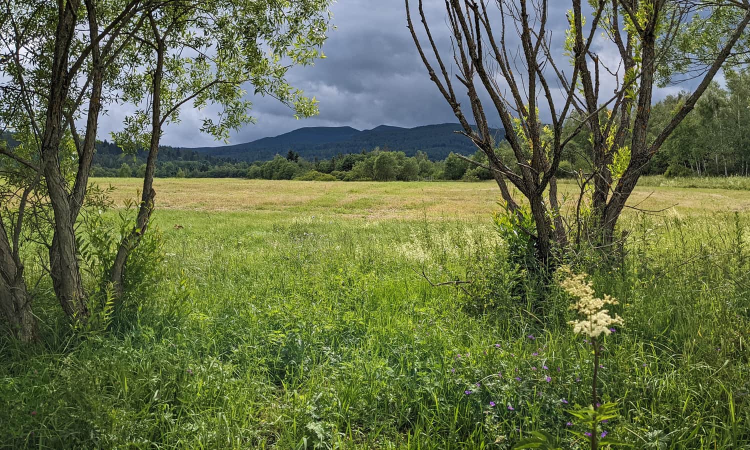 Tarnawa Peat Bog - attractions, interesting facts