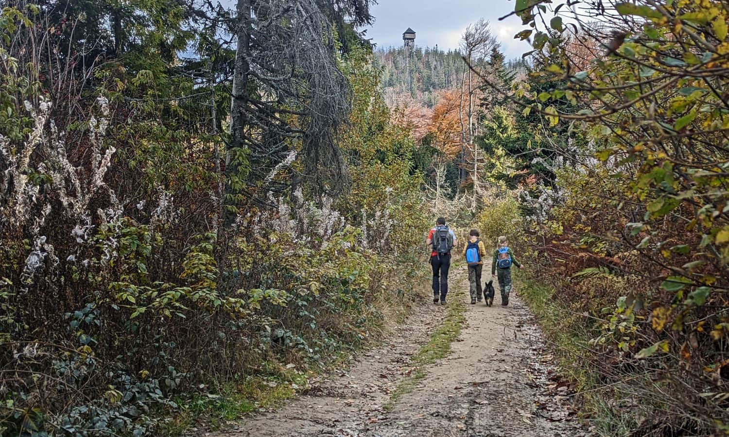 Niebieski szlak na Lubań z Ochotnicy Dolnej