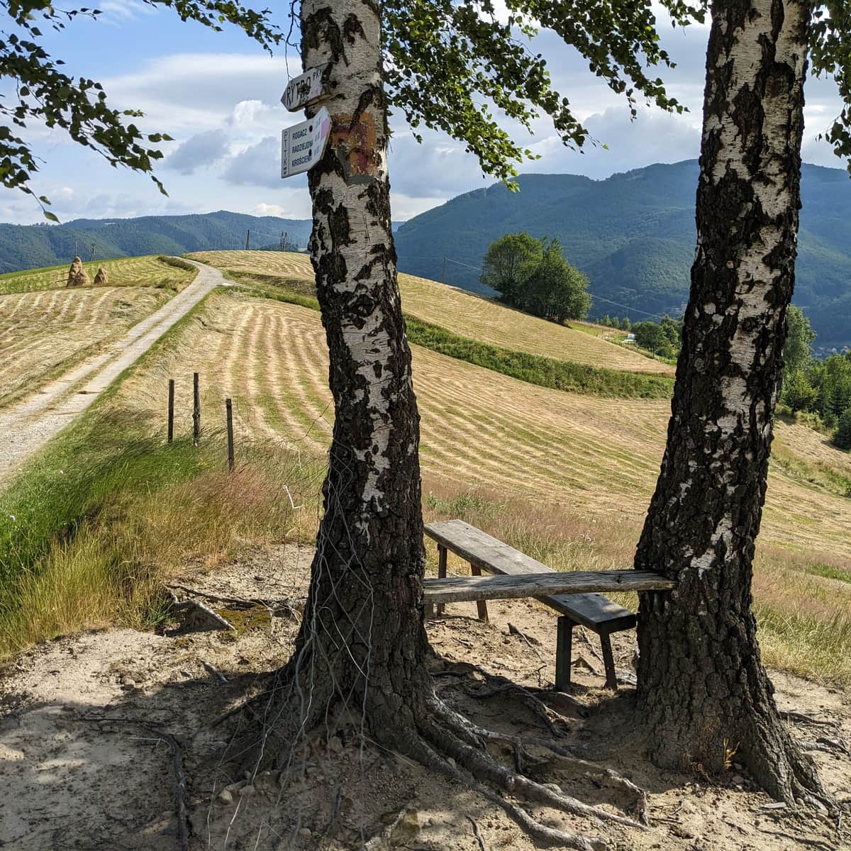 Brzozowy Gronik - punkt widokowy w Rytrze