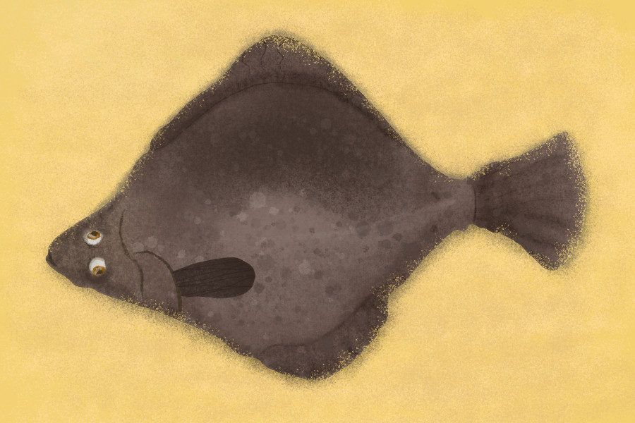 Why is the flounder flat?