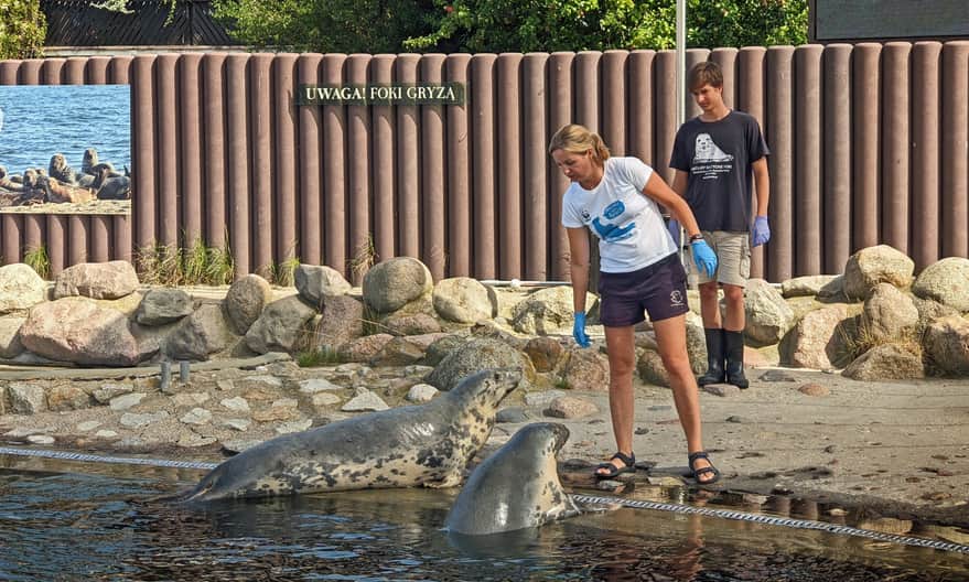 Fokarium w Helu - pokazy