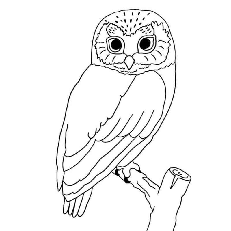 Sowa - kolorowanka dla dzieci